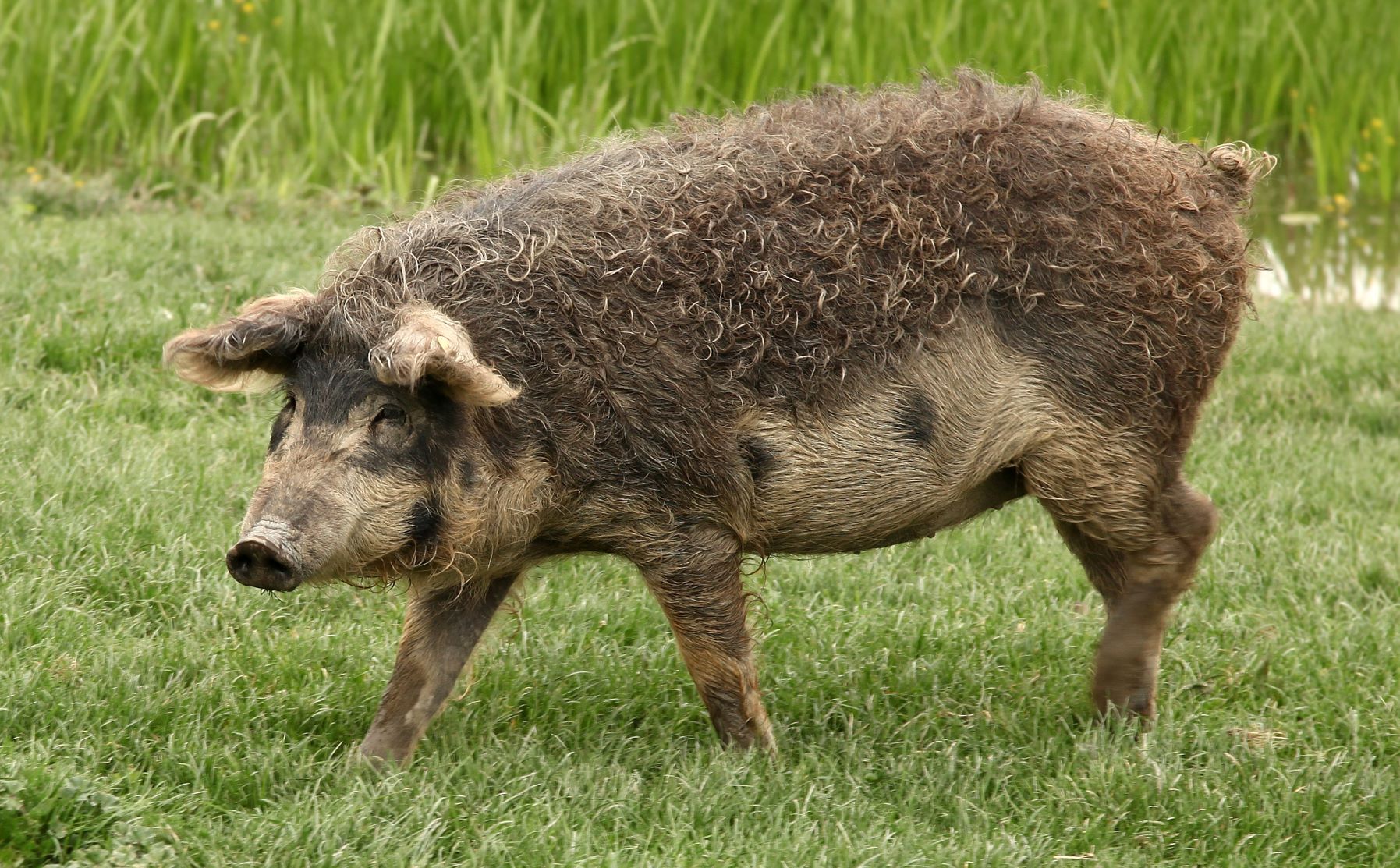 Mangalica - Hundorf - Düsseldorfi Magyar Napok